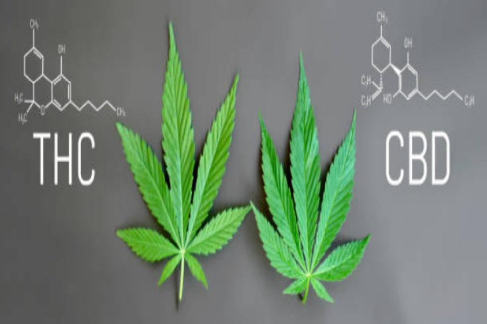 Beneficios de la marihuana para tu organismo - Armario de Cultivo Vertical